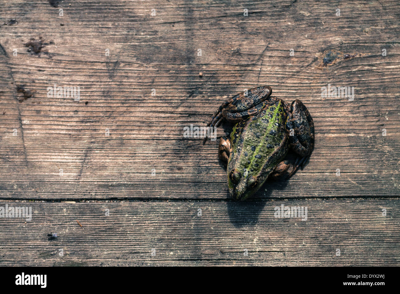 Frog skin macro hi-res stock photography and images - Alamy