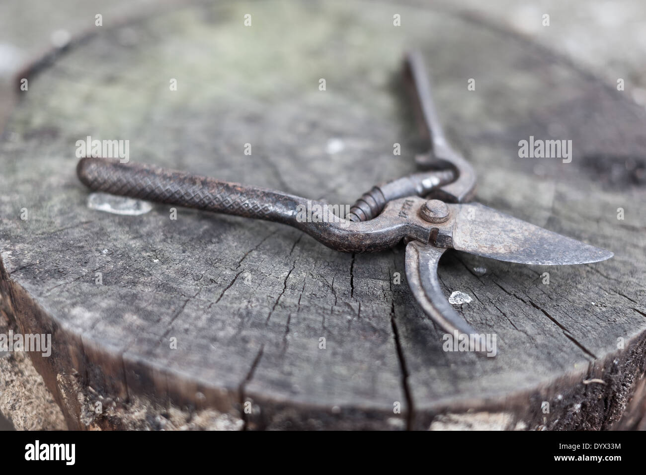 old, rusty shears on a log with swallow depth of field Stock Photo - Alamy