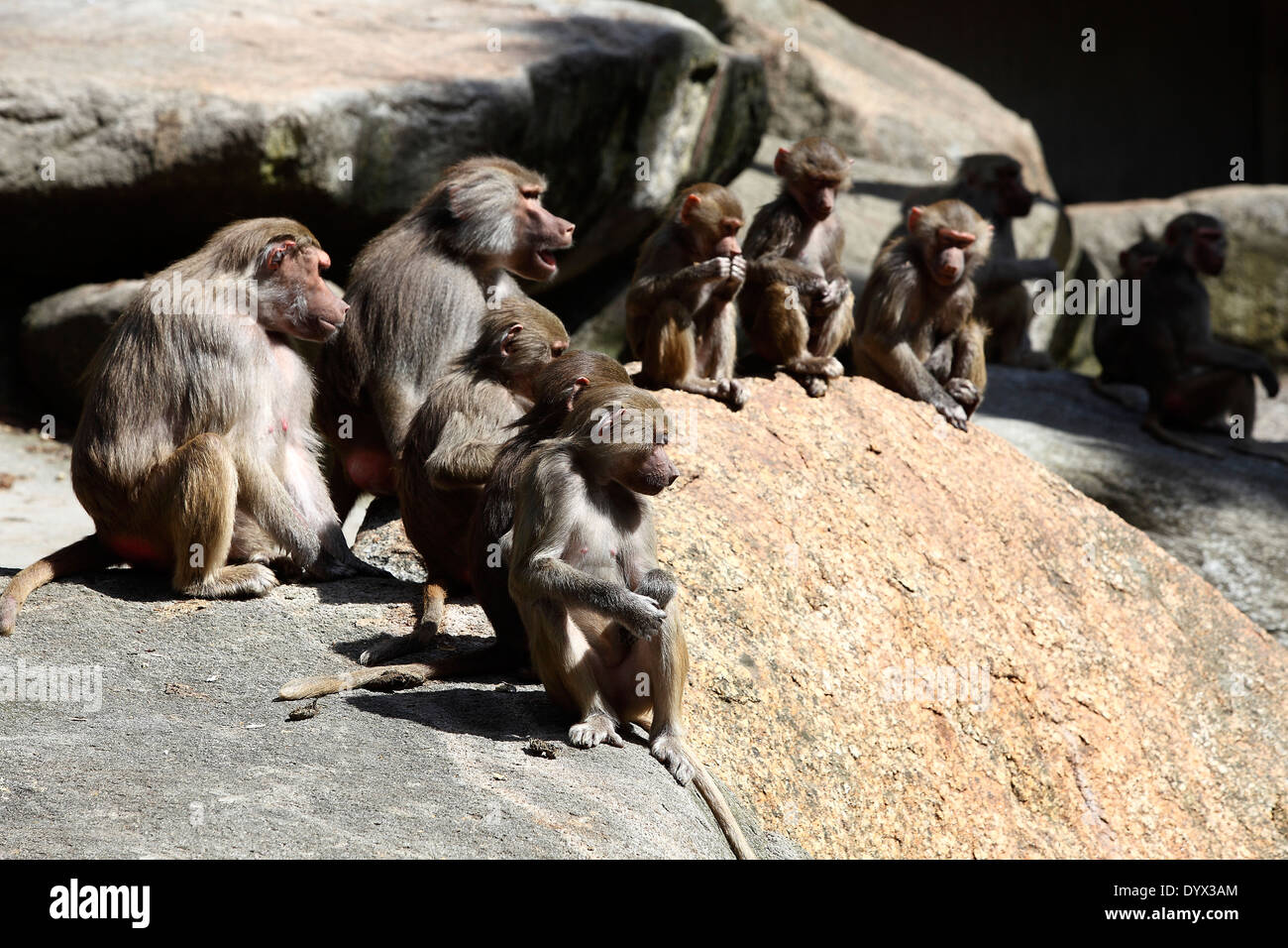 Baboon family hi-res stock photography and images - Alamy