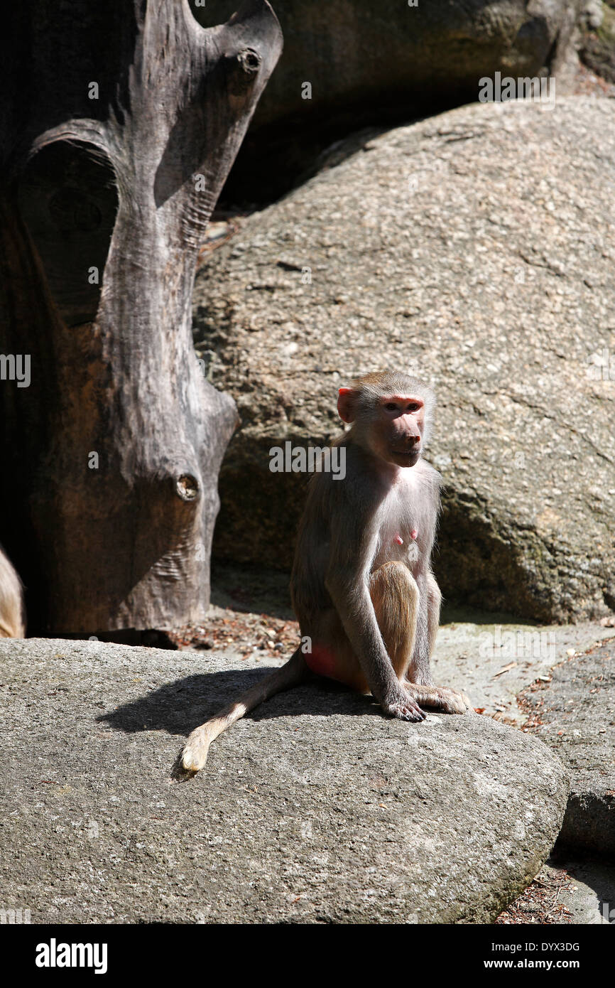 Baboon sitting on a rock in the zoo Stock Photo - Alamy