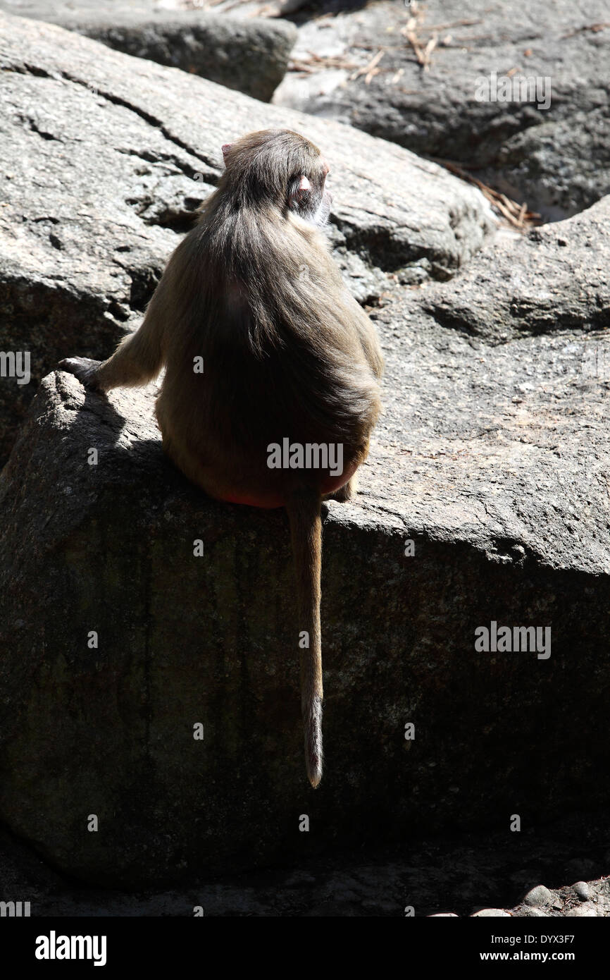 Baboon sitting on a rock hi-res stock photography and images - Alamy