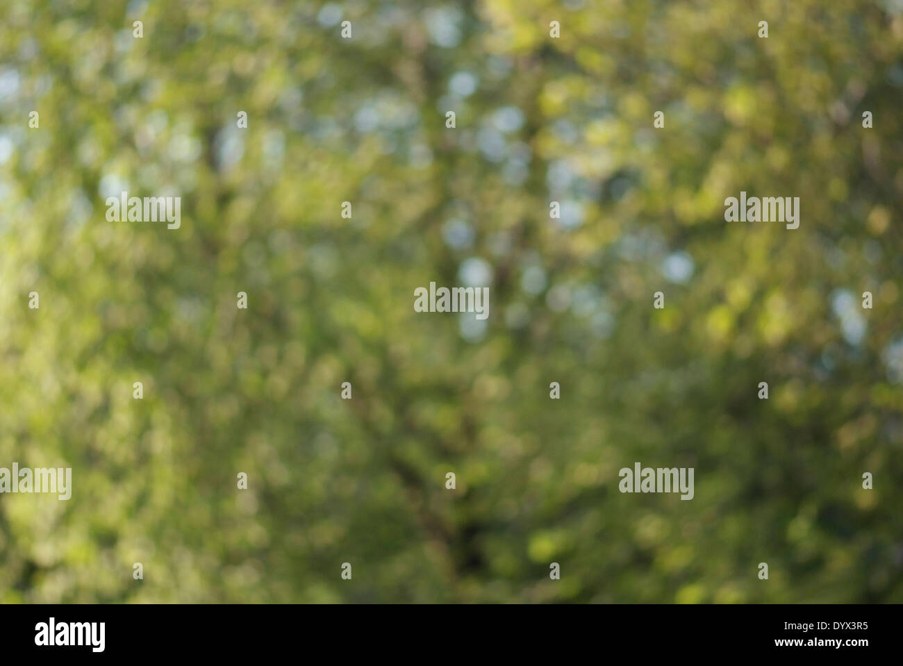 blur trees leaves abstract background Stock Photo - Alamy