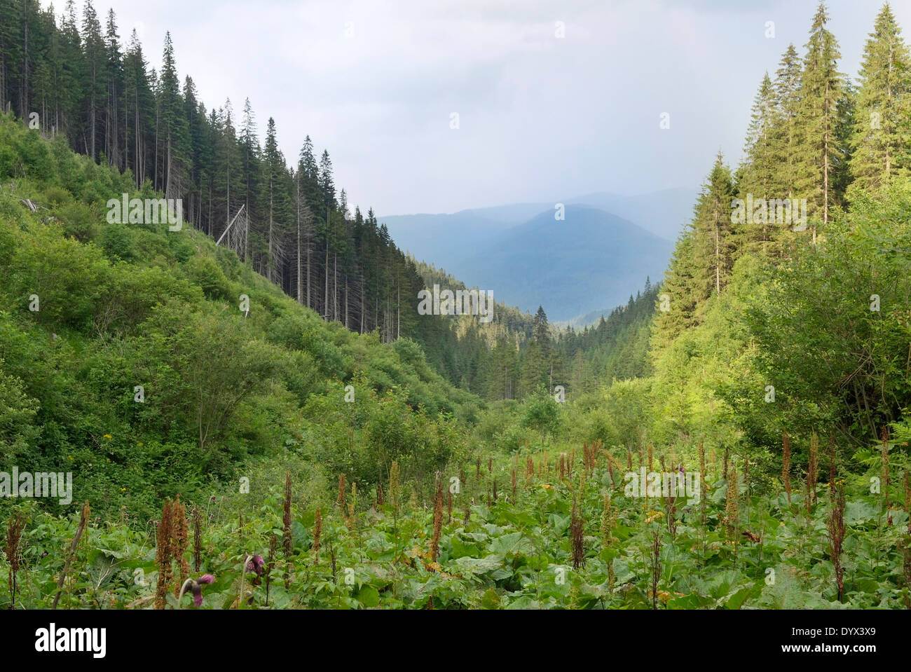 mountain scenery in Carpathians Stock Photo - Alamy