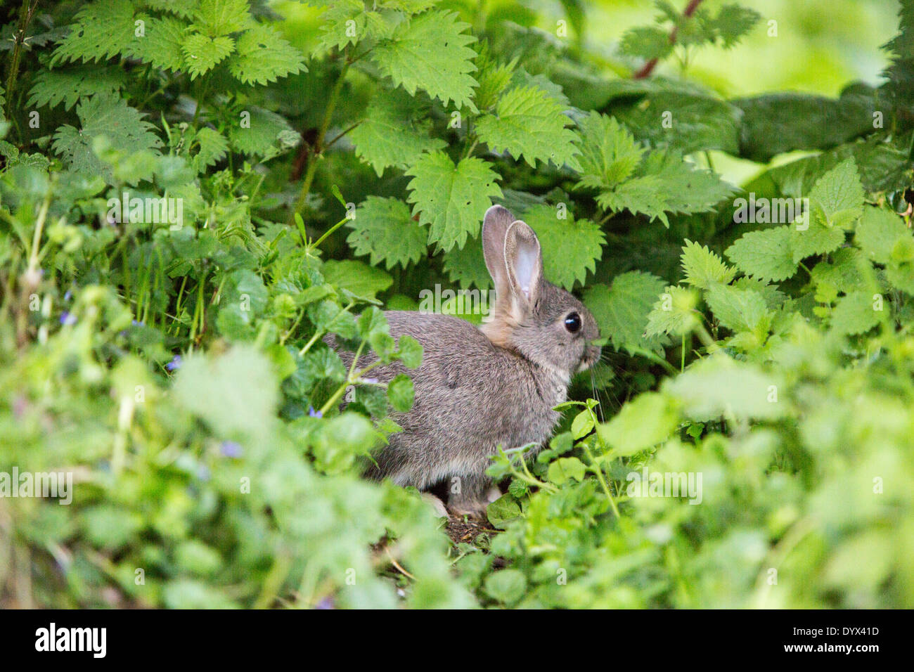 Baby wild rabbit hi-res stock photography and images - Alamy