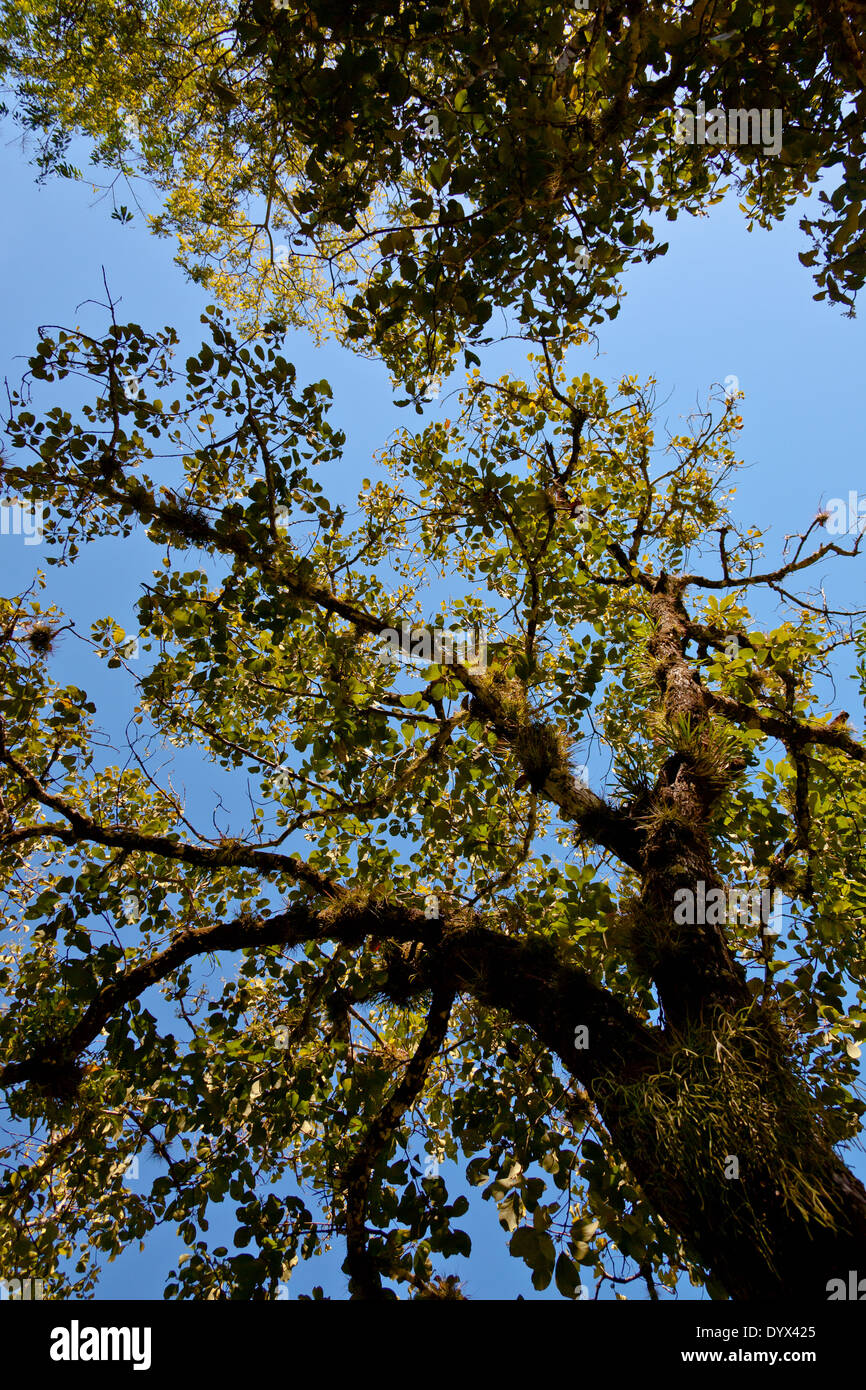 a tree shot from below against blue sky Stock Photo - Alamy