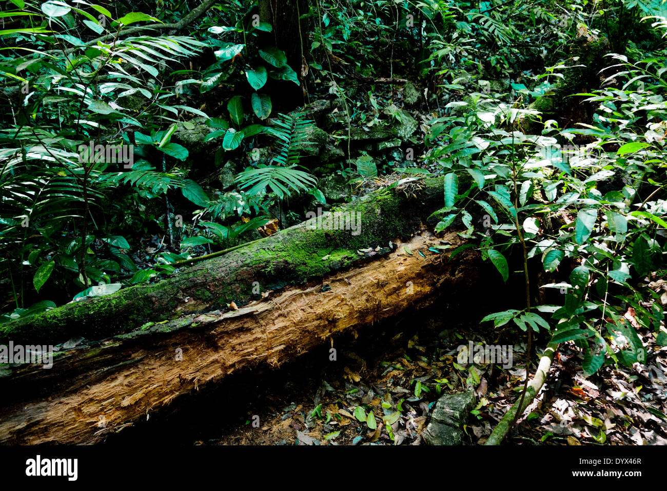 a tree trunk in a tropical rainforest Stock Photo - Alamy