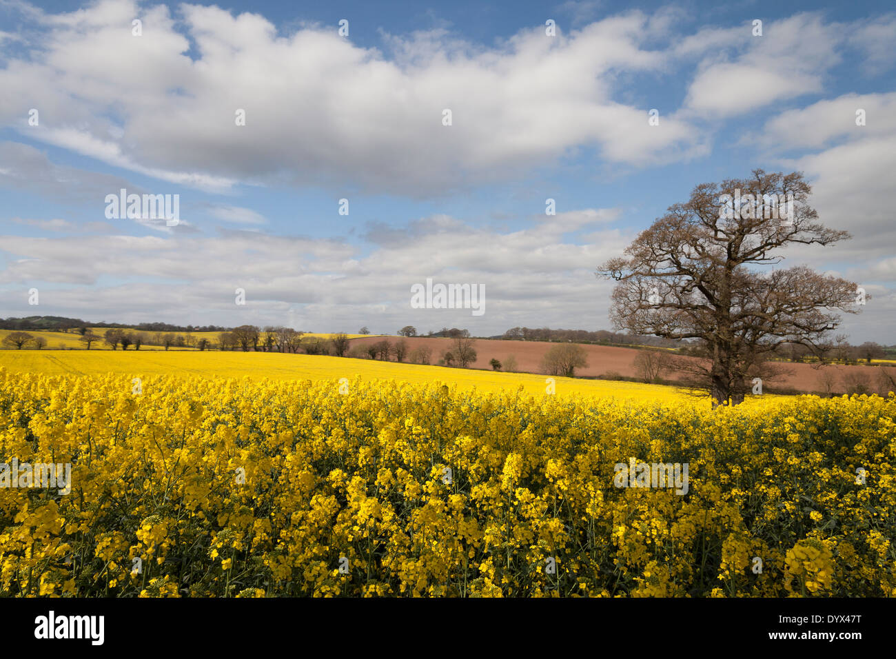 Rapeseed flowering hi-res stock photography and images - Alamy