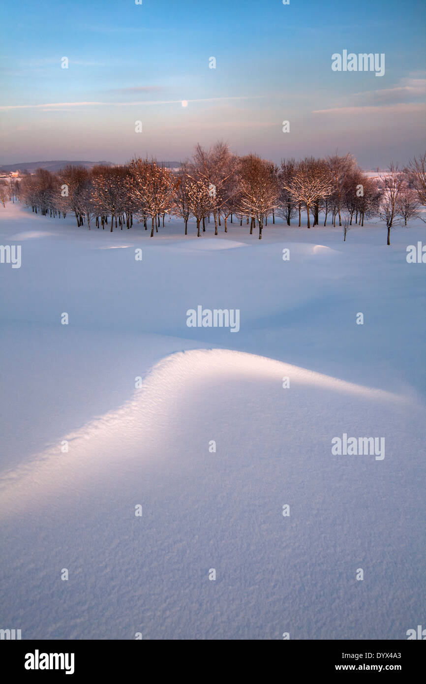 winter scene with warm evening light on small copse after snowfall, UK ...