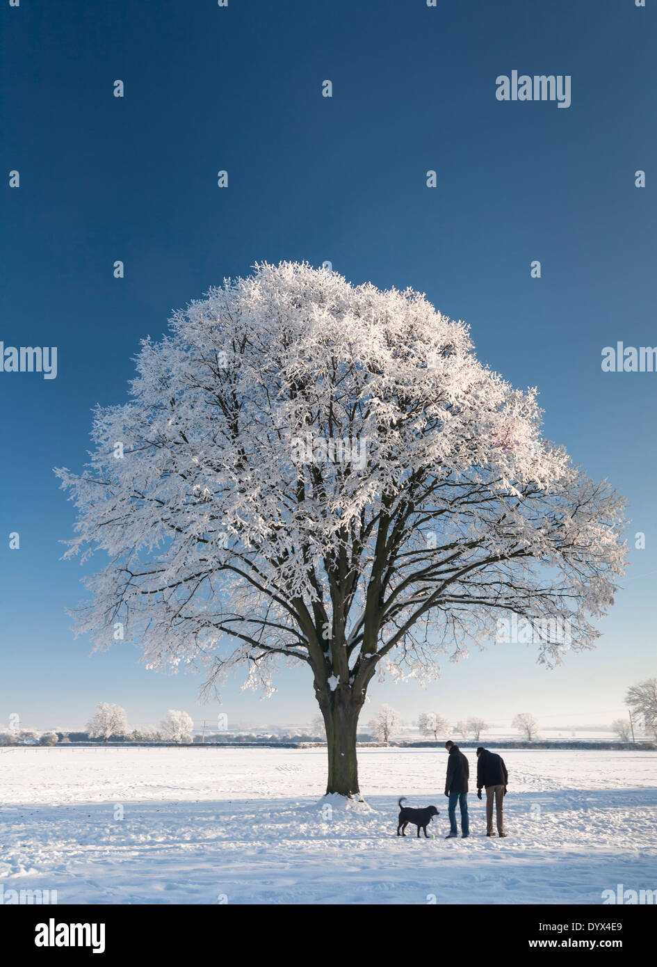 Snow encrusted trees in wintry conditions on a bright sunny day Stock ...