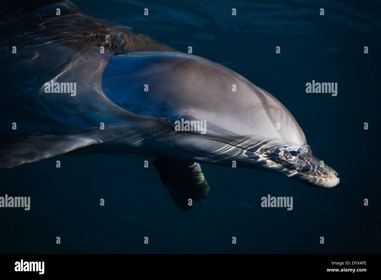 Dark dolphin hi-res stock photography and images - Alamy