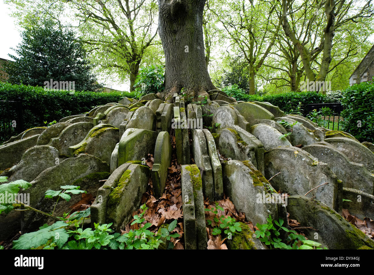 The Hardy Tree Stock Photo - Alamy