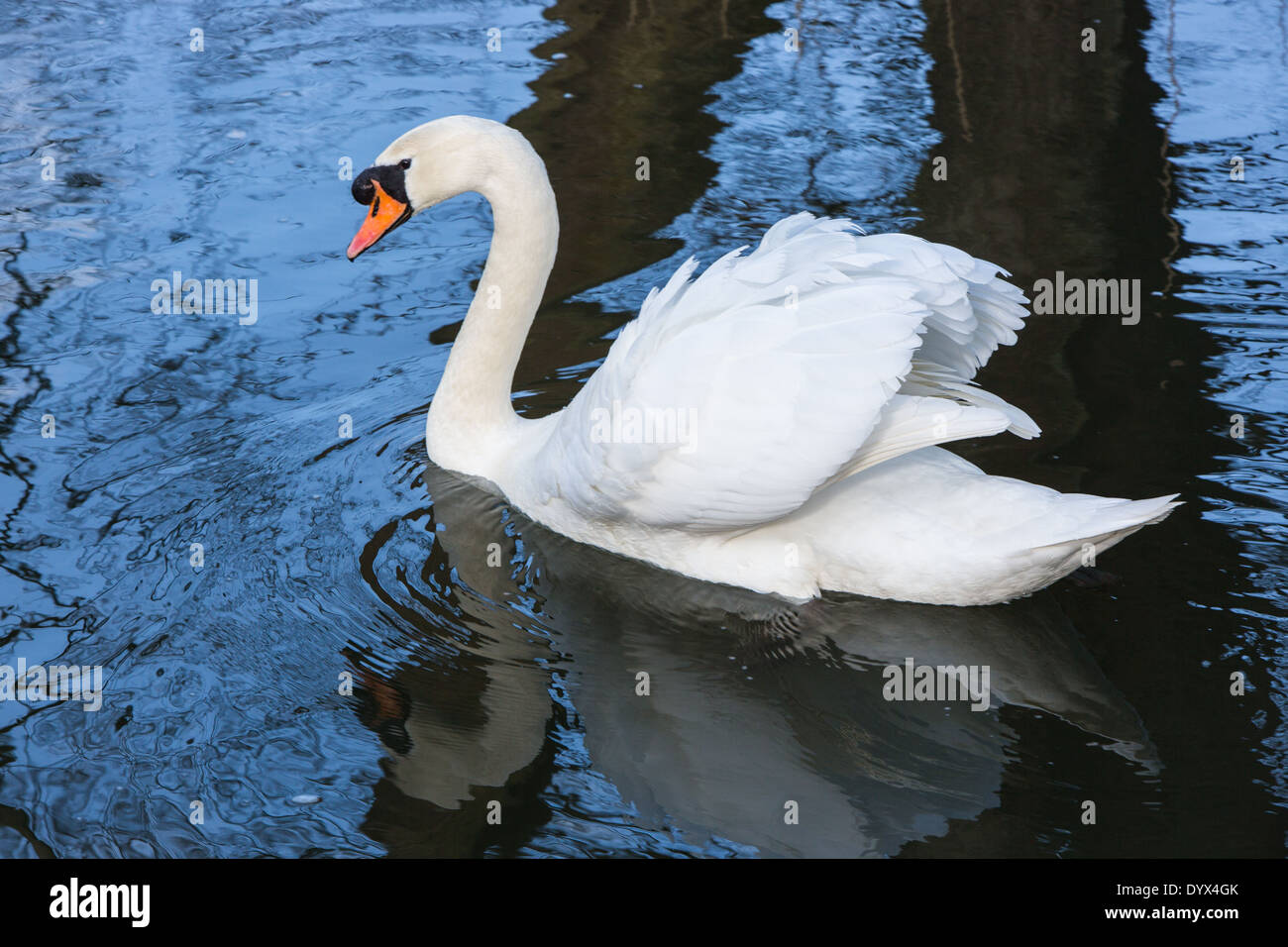 Mute Swan on River Tas, Norfolk, UK. Spring Stock Photo - Alamy