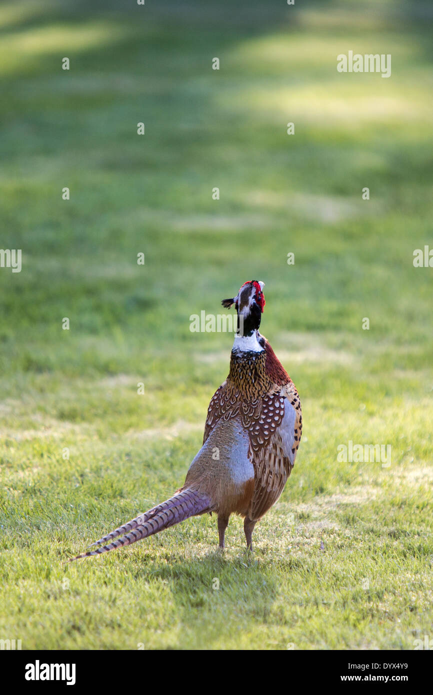 Crowing pheasant hi-res stock photography and images - Alamy
