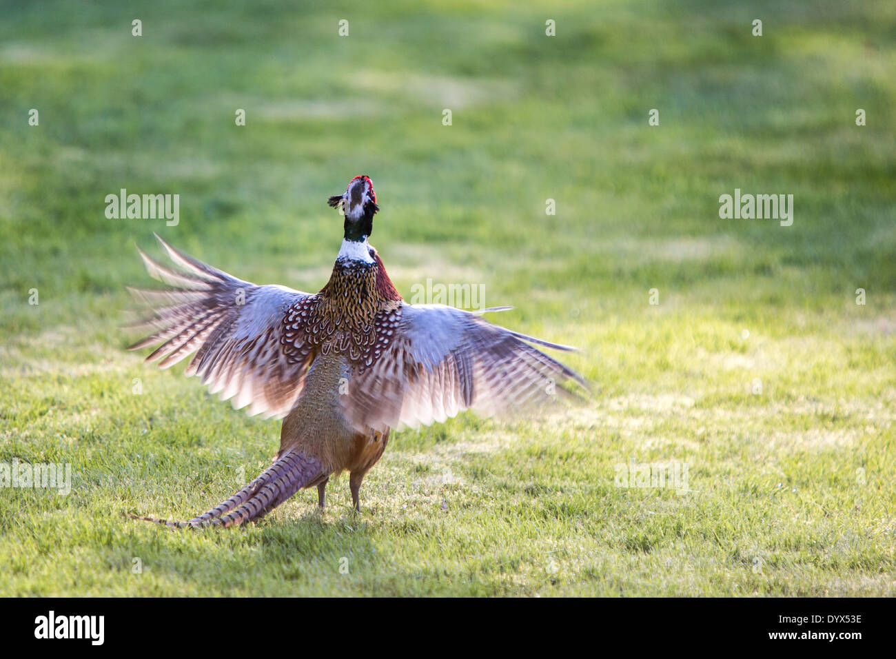 Pheasant, Phasianus colchicus, crowing in spring Stock Photo - Alamy