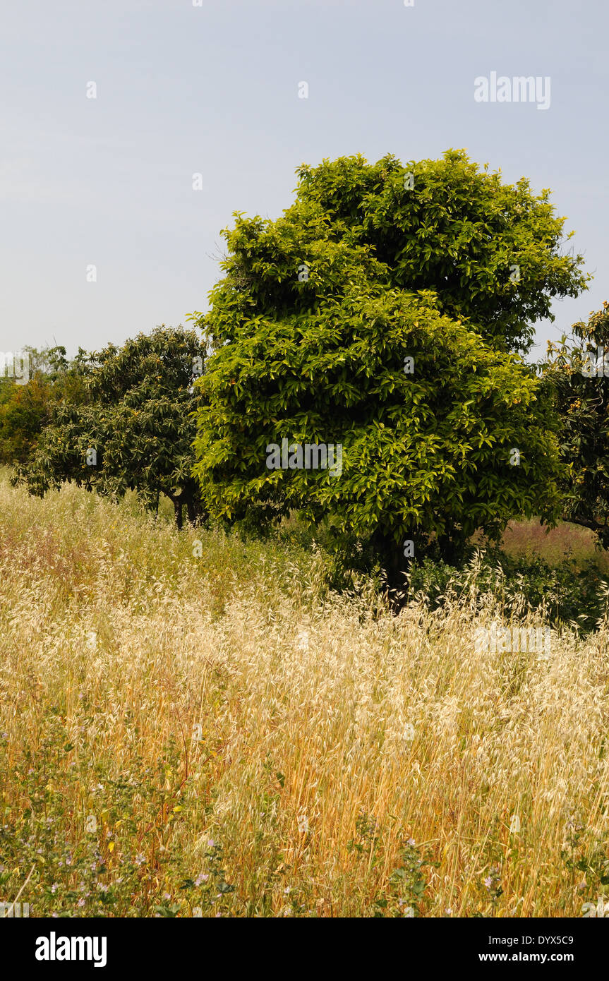 Barley growing under citrus trees Lapta North Cyprus Stock Photo - Alamy