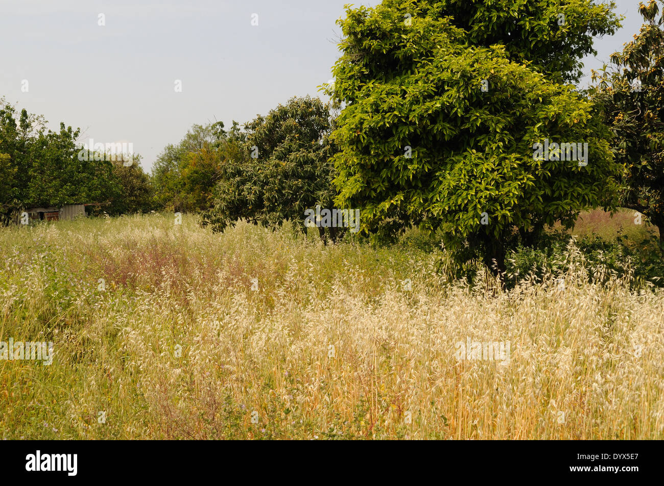 Barley growing under citrus trees Lapta North Cyprus Stock Photo - Alamy