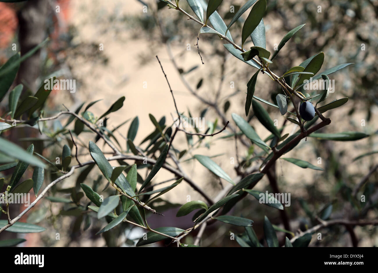 olive tree branch Stock Photo - Alamy