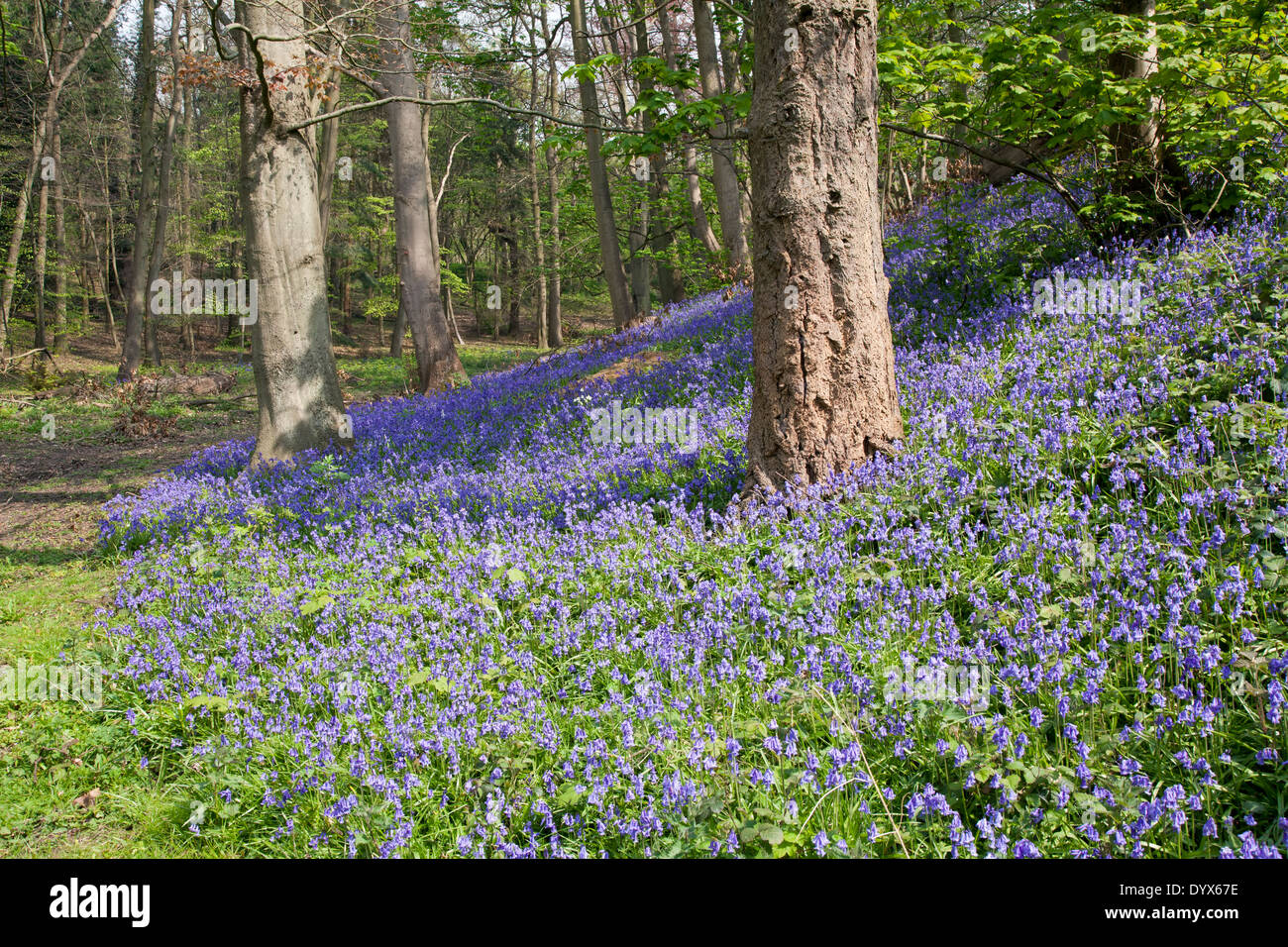 Beautiful spring forest bluebells flowers hi-res stock photography and ...