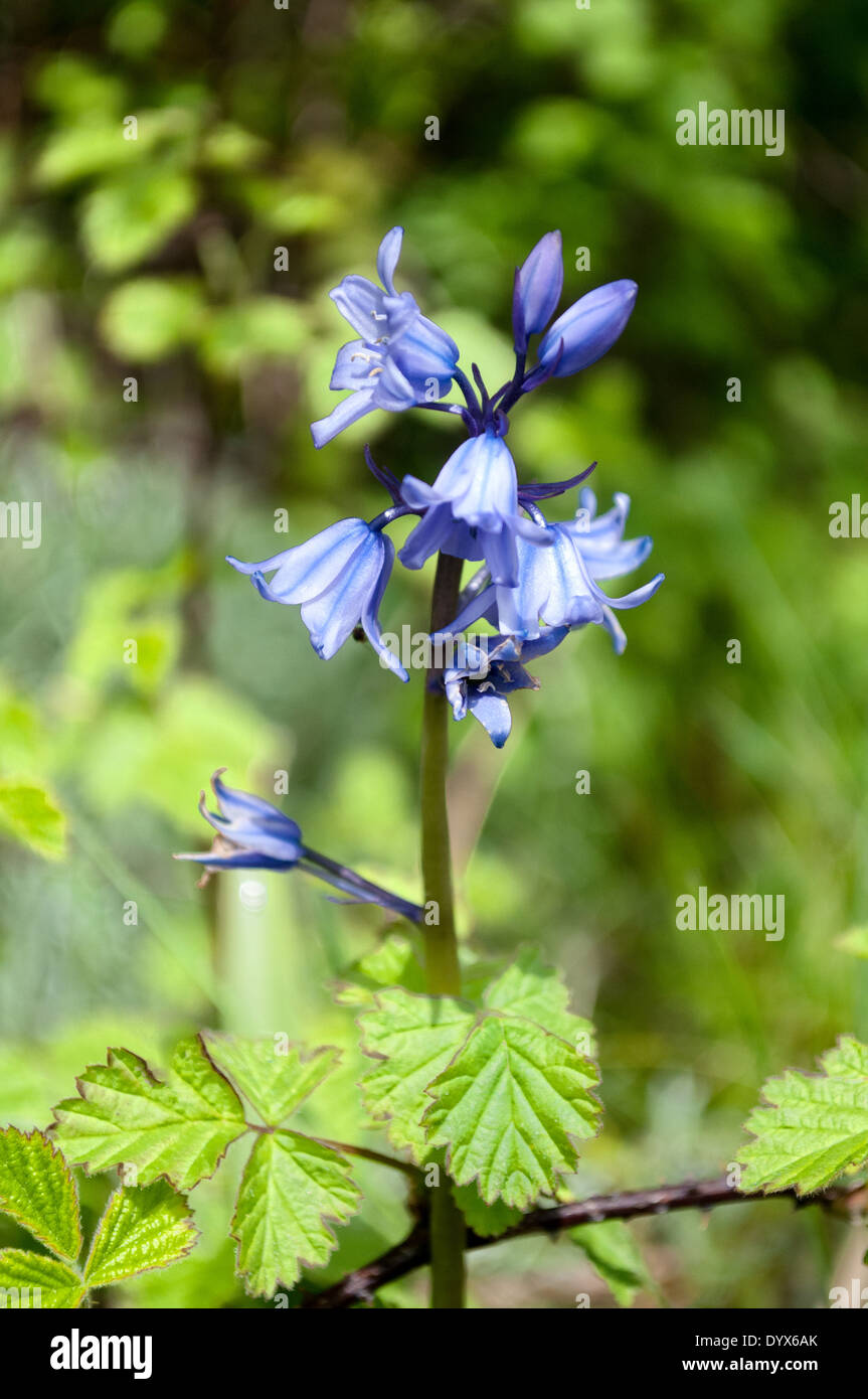 Bluebells and foliage hi-res stock photography and images - Alamy