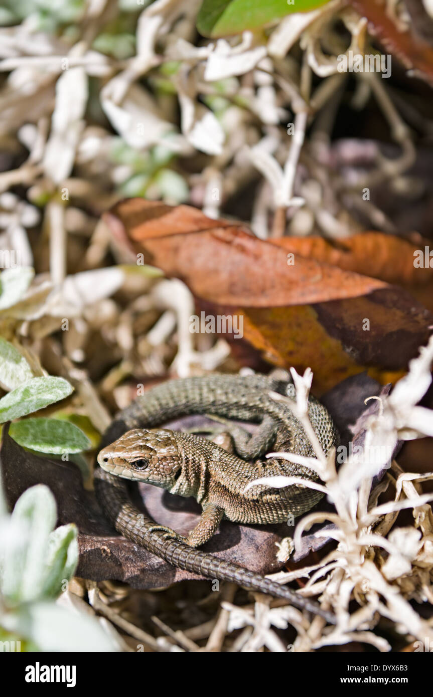 Common Lizard basking in the spring sun Stock Photo - Alamy