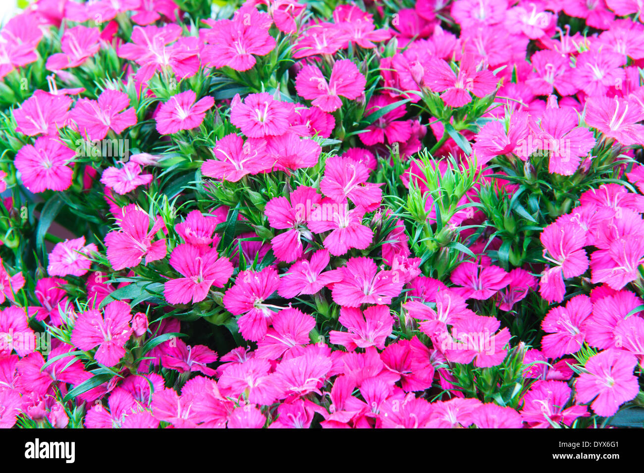 Carnation cluster hi-res stock photography and images - Alamy