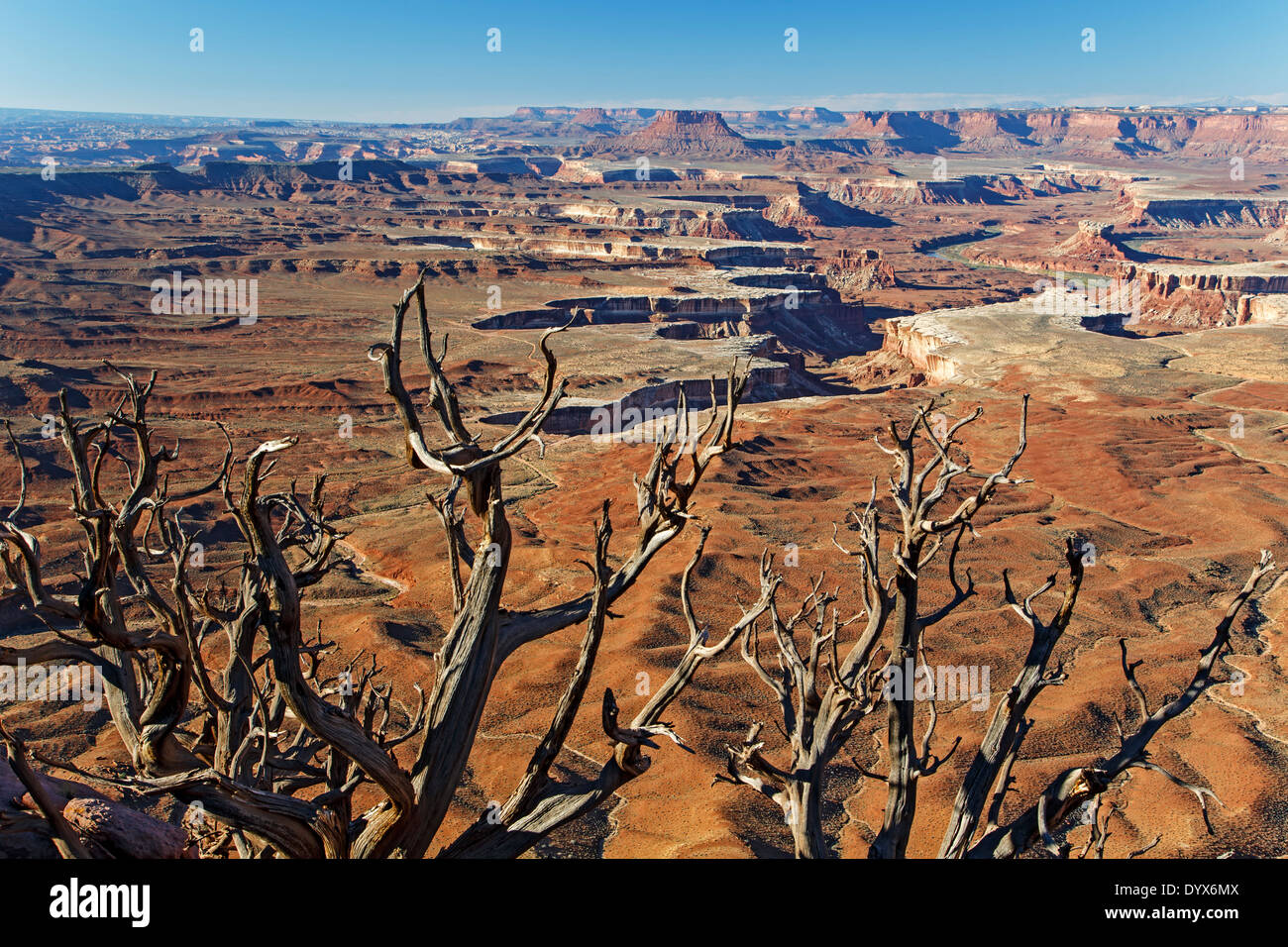 Bare tree, buttes, canyons and mesas from Green River Overlook, Islands ...