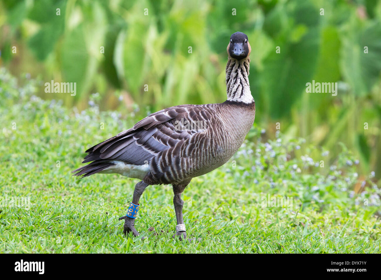 Hawaiian goose hi-res stock photography and images - Alamy