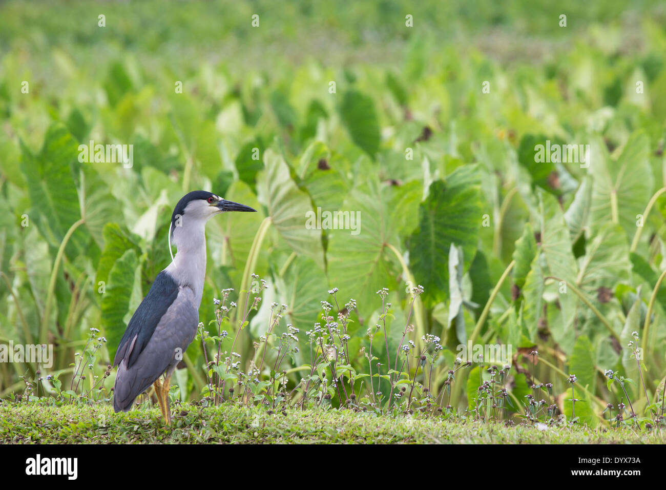 Black-Crowned Night Heron standing in taro field at Hanalei National ...