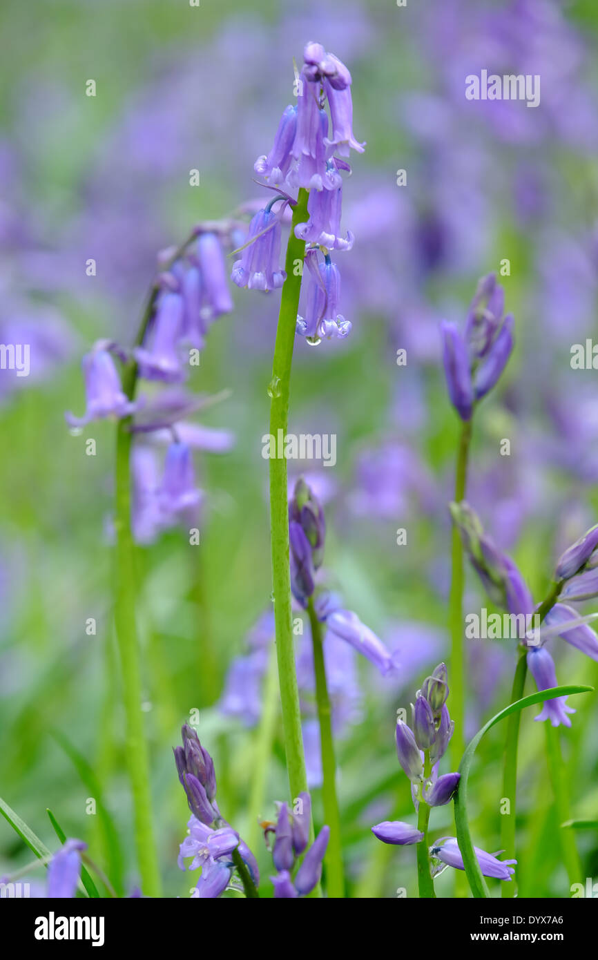 Rain drops flower hi-res stock photography and images - Alamy