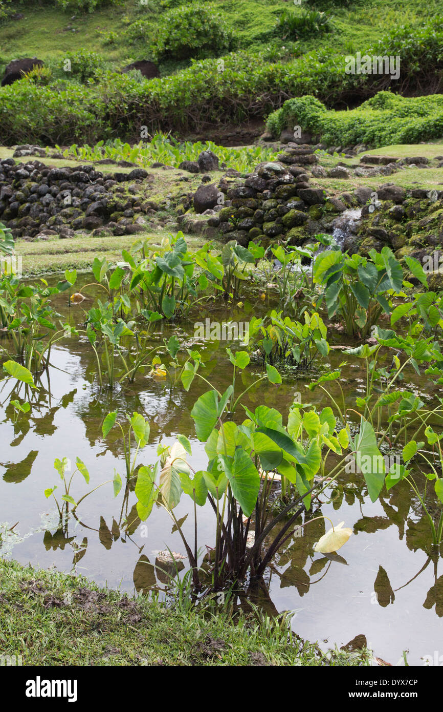 Ponds Irrigation High Resolution Stock Photography and Images - Alamy