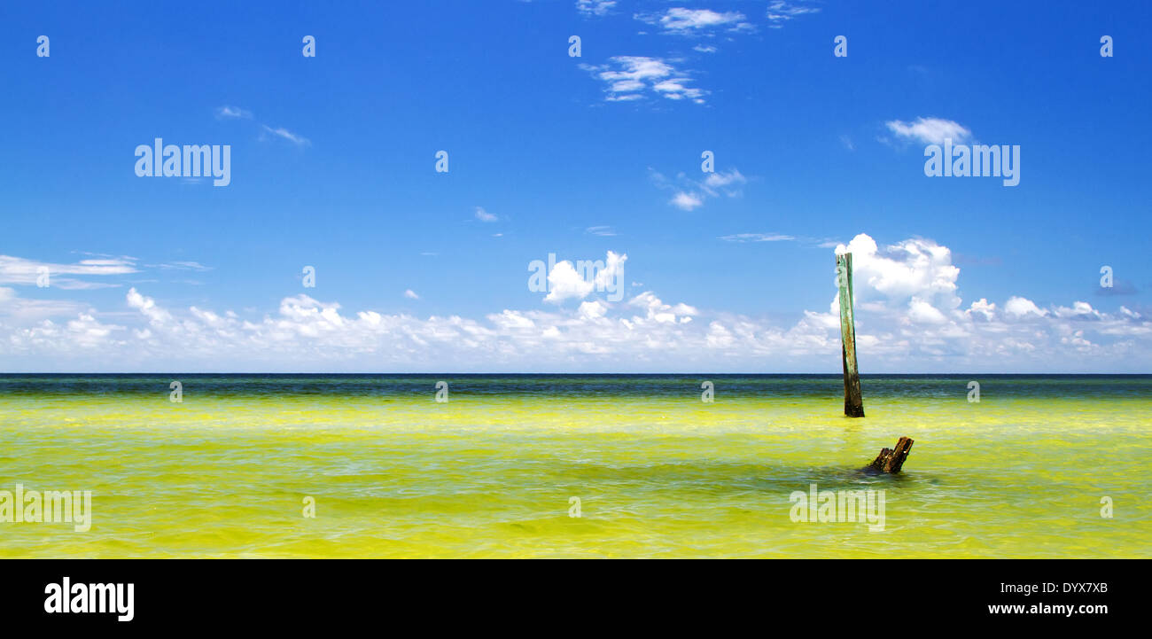 Placida florida hi-res stock photography and images - Alamy