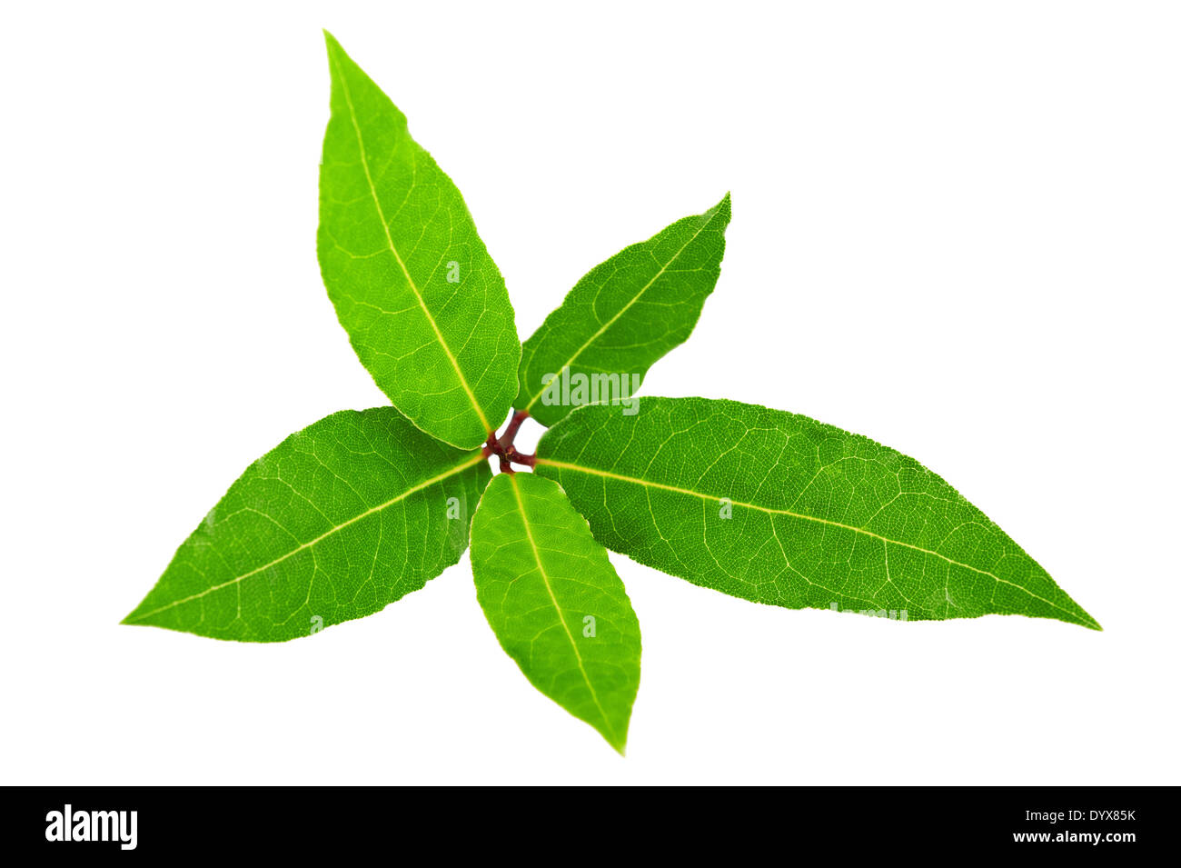 Laurel branch isolated on white Stock Photo - Alamy