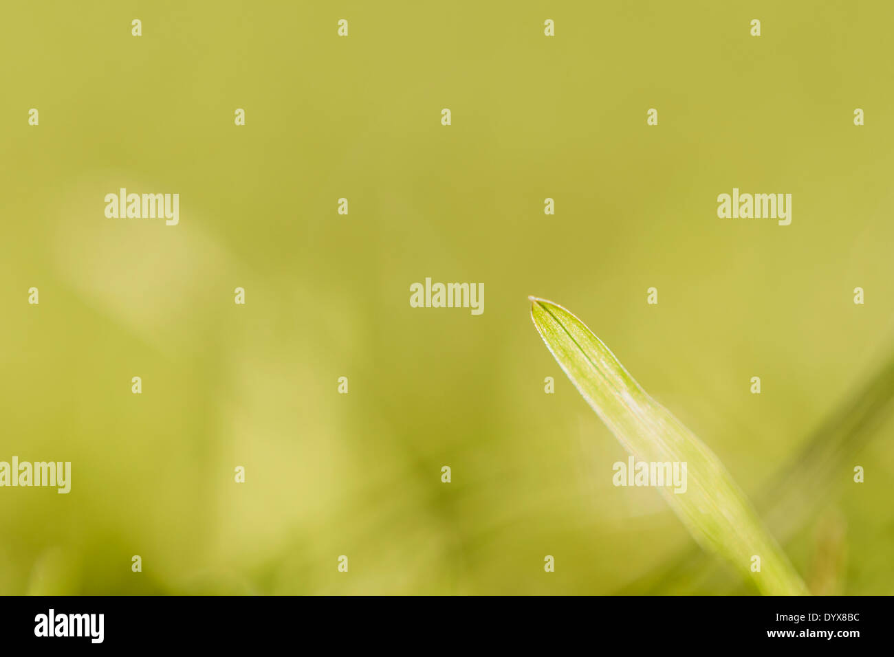 Green grass culm. A wonderful meadow with a single grass stalk. A lot ...