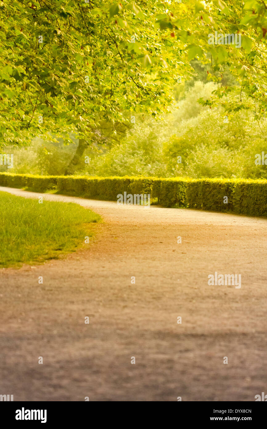 Wonderful summer alley. The warm summer sun shines through the trees of ...