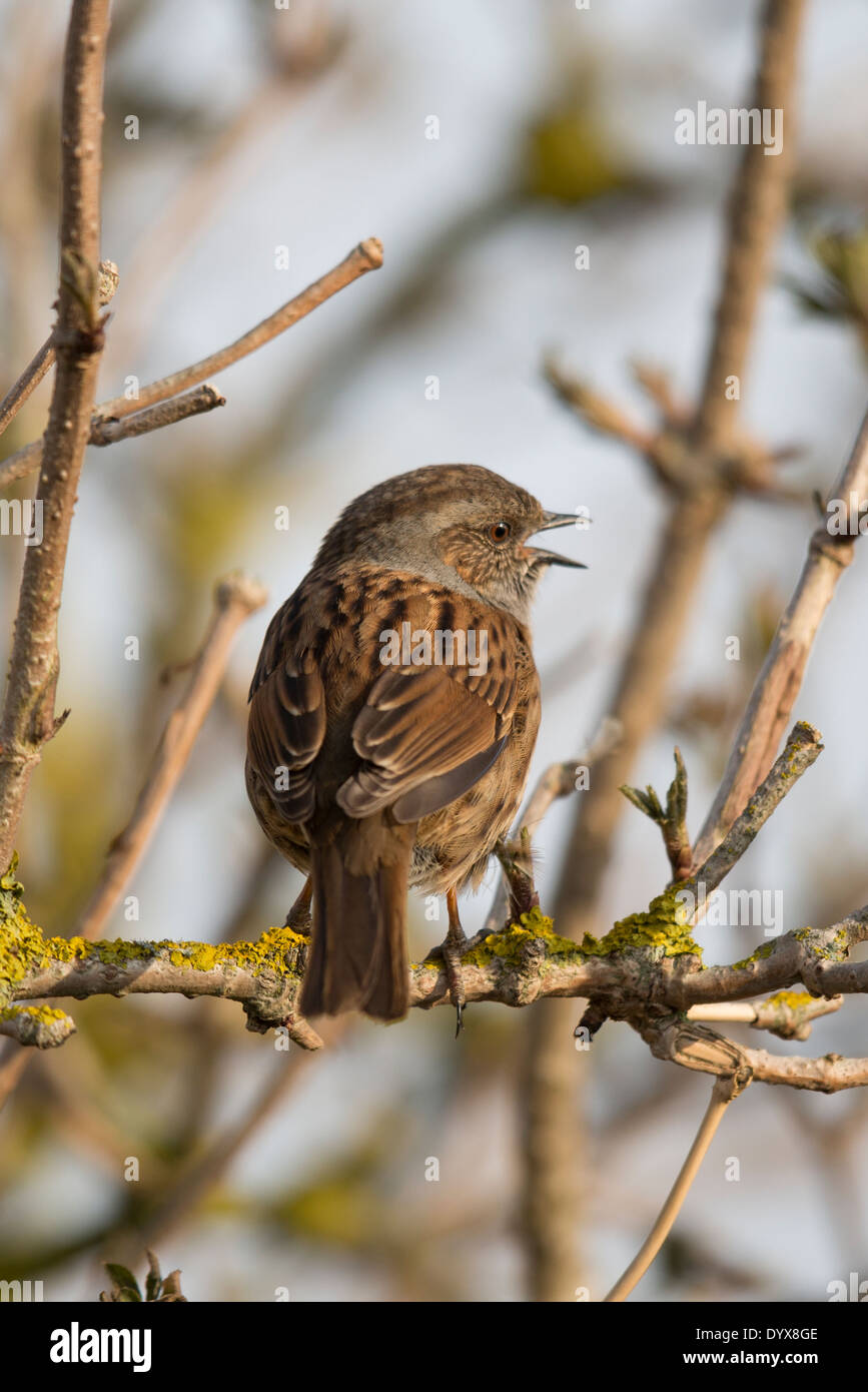 Singing Dunnock, Otmoor, UK Stock Photo - Alamy