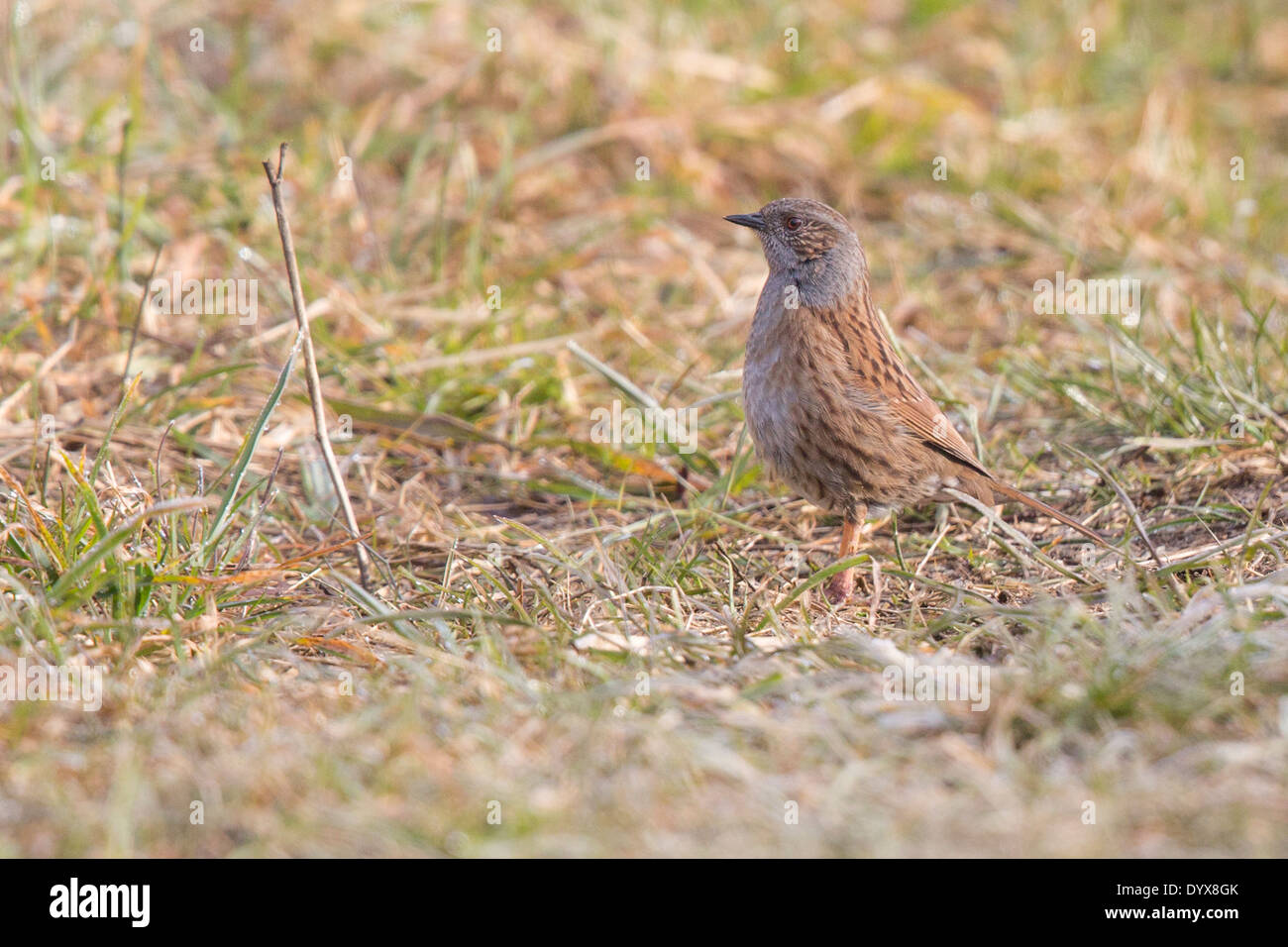 Dunnock otmoor grass rsbp hi-res stock photography and images - Alamy