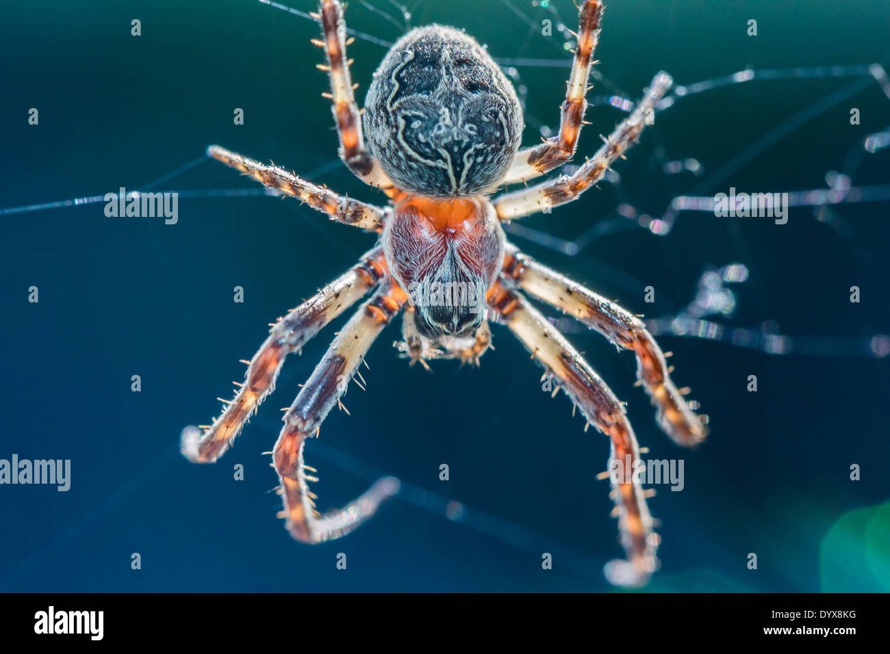 Macro image of a big spider in its spider webs Stock Photo - Alamy
