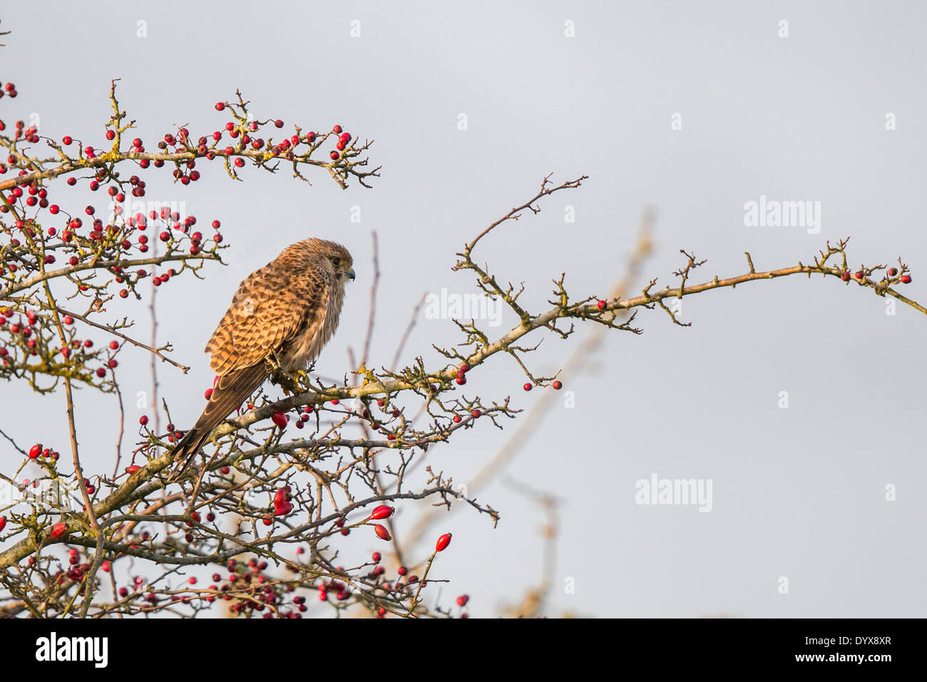 Kestrel perch hi-res stock photography and images - Alamy
