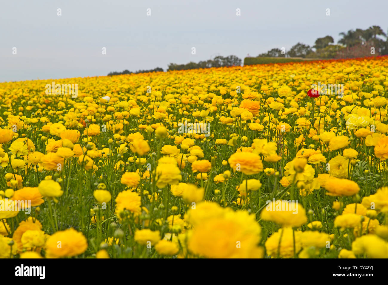 Yellow flowers on hillside hi-res stock photography and images - Alamy