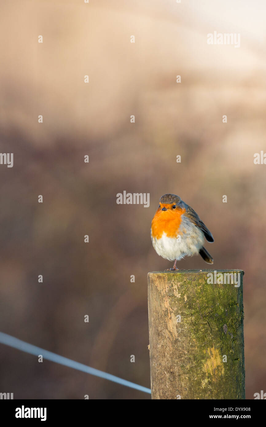 Robin on post hi-res stock photography and images - Alamy