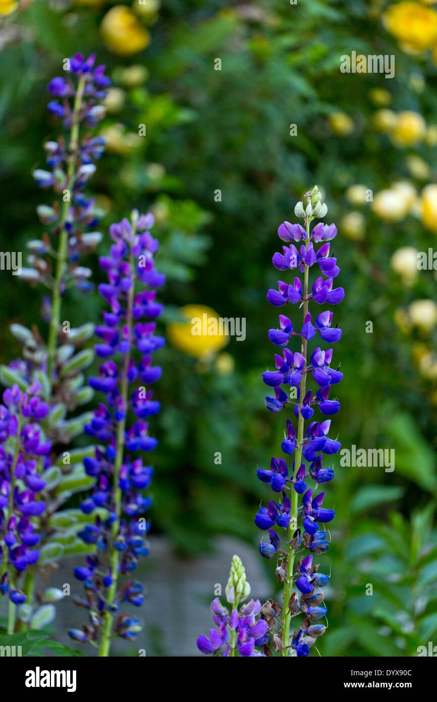 Blue and purple flower hi-res stock photography and images - Alamy