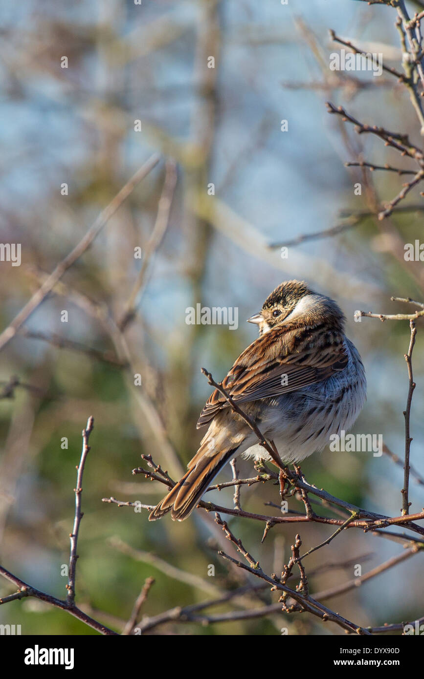 Bunting and trees hi-res stock photography and images - Alamy
