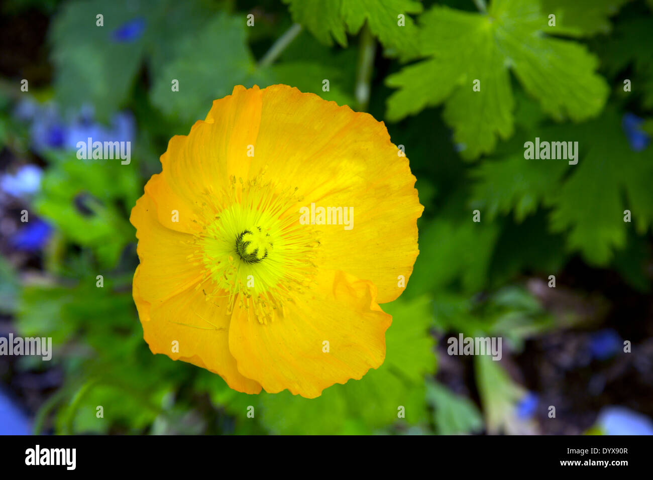 Yellow poppy flower fields hi-res stock photography and images - Alamy