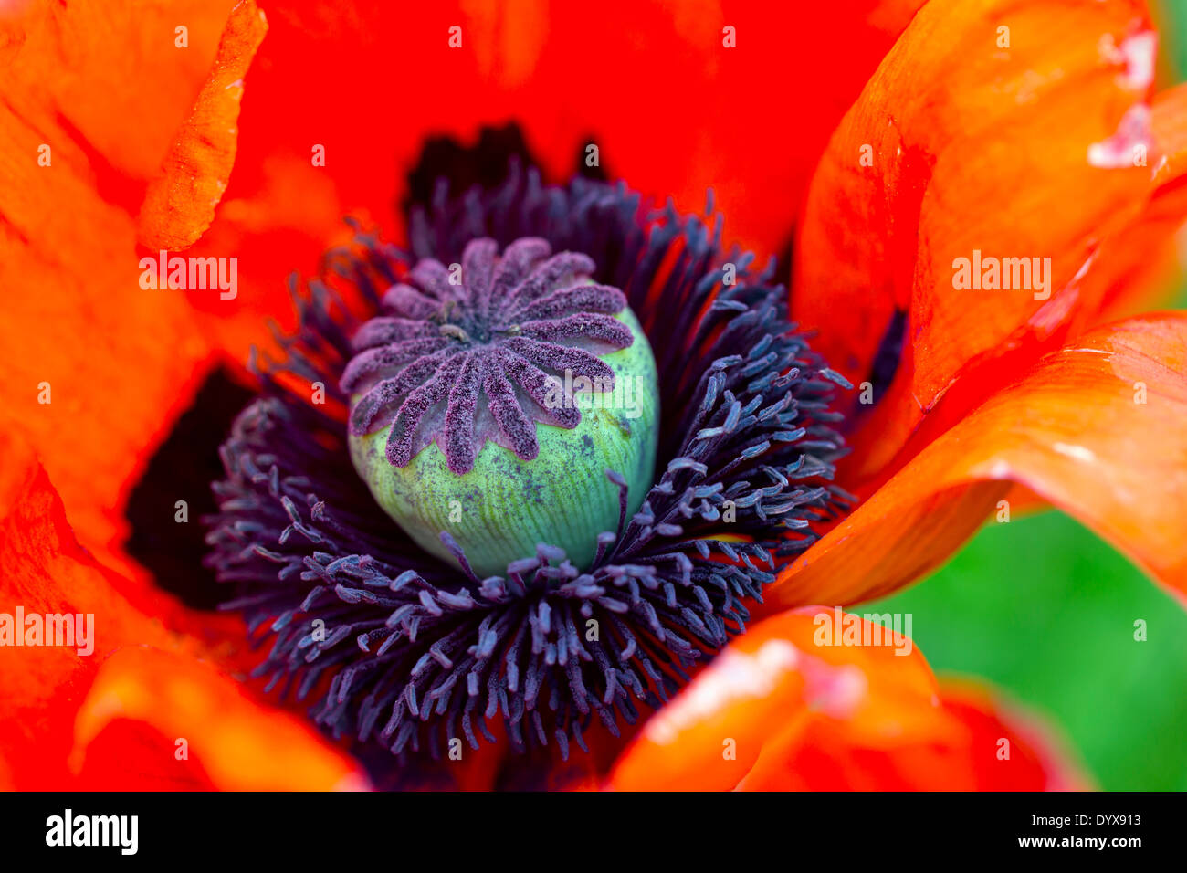 Centre of a poppy hi-res stock photography and images - Alamy