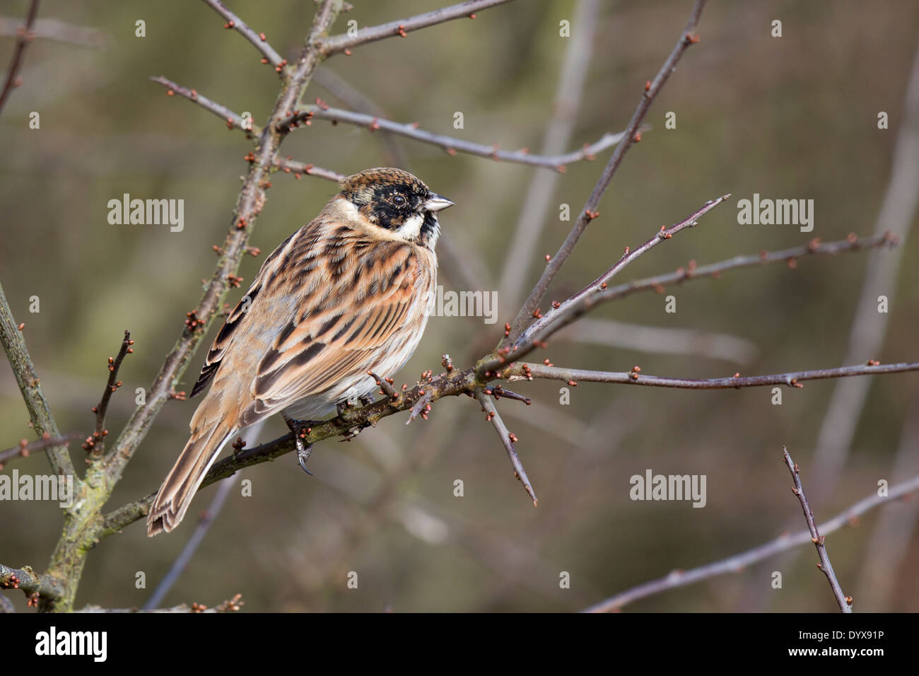 Bunting and trees hi-res stock photography and images - Alamy