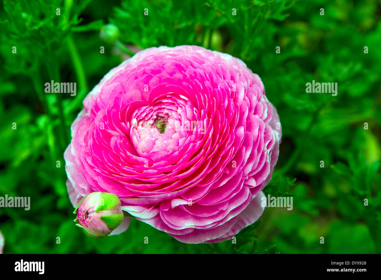 Flower field carlsbad hi-res stock photography and images - Alamy