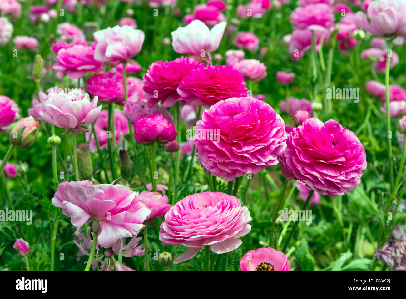 Flower field carlsbad hi-res stock photography and images - Alamy