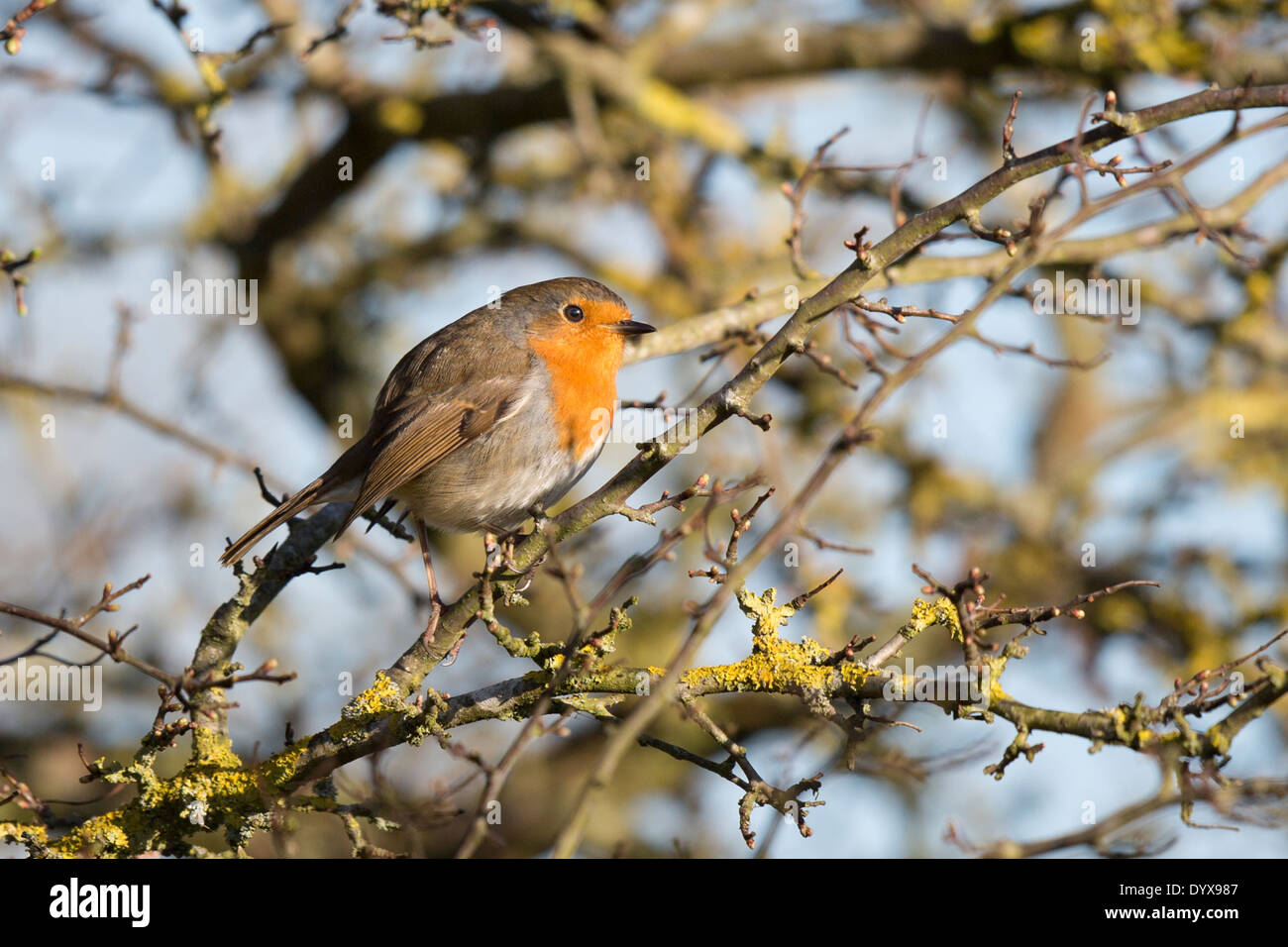 Robin in trees hi-res stock photography and images - Alamy