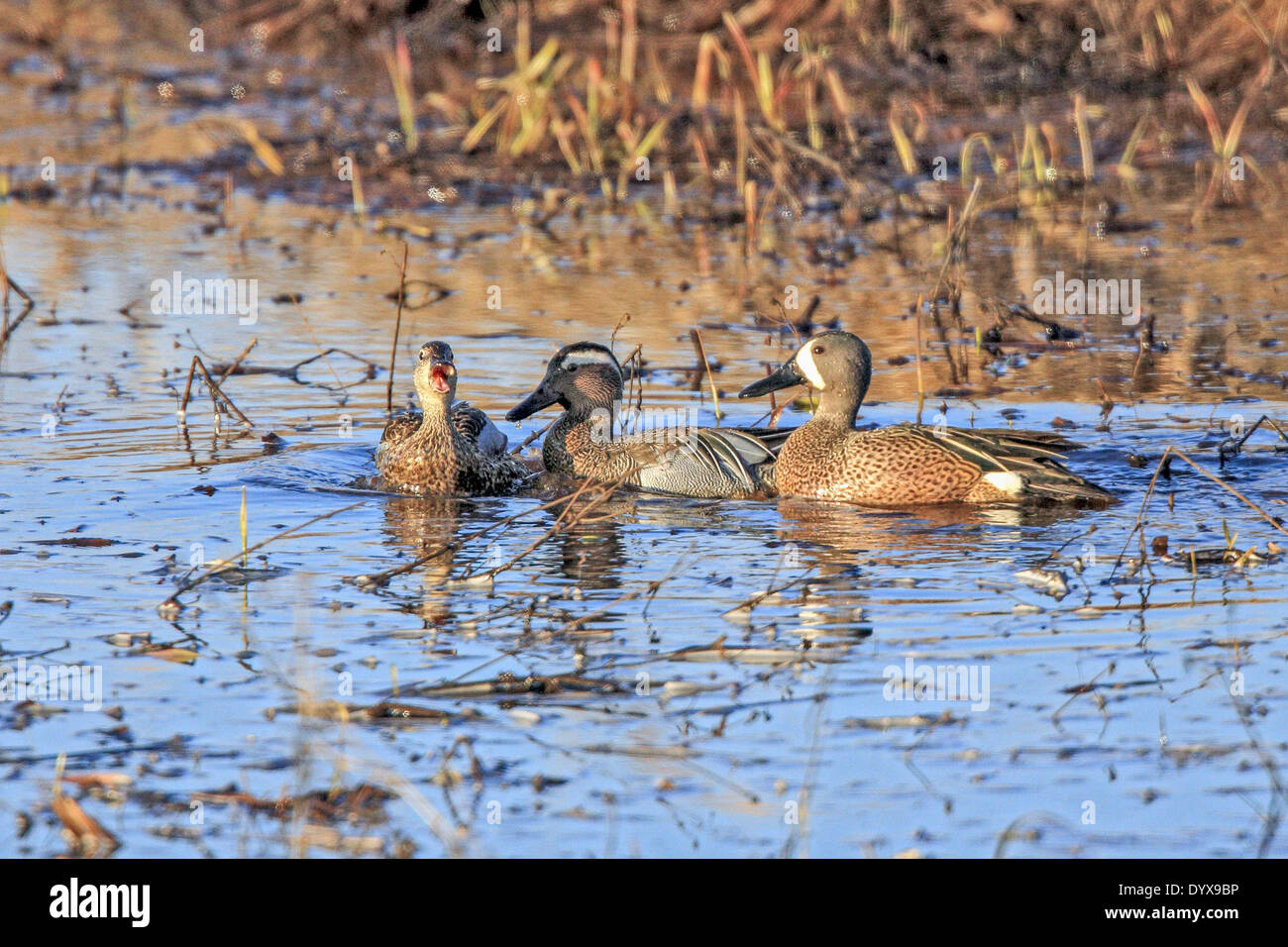 Grantsburg, Wisconsin, USA. 26th Apr, 2014. A male Garganey (center ...