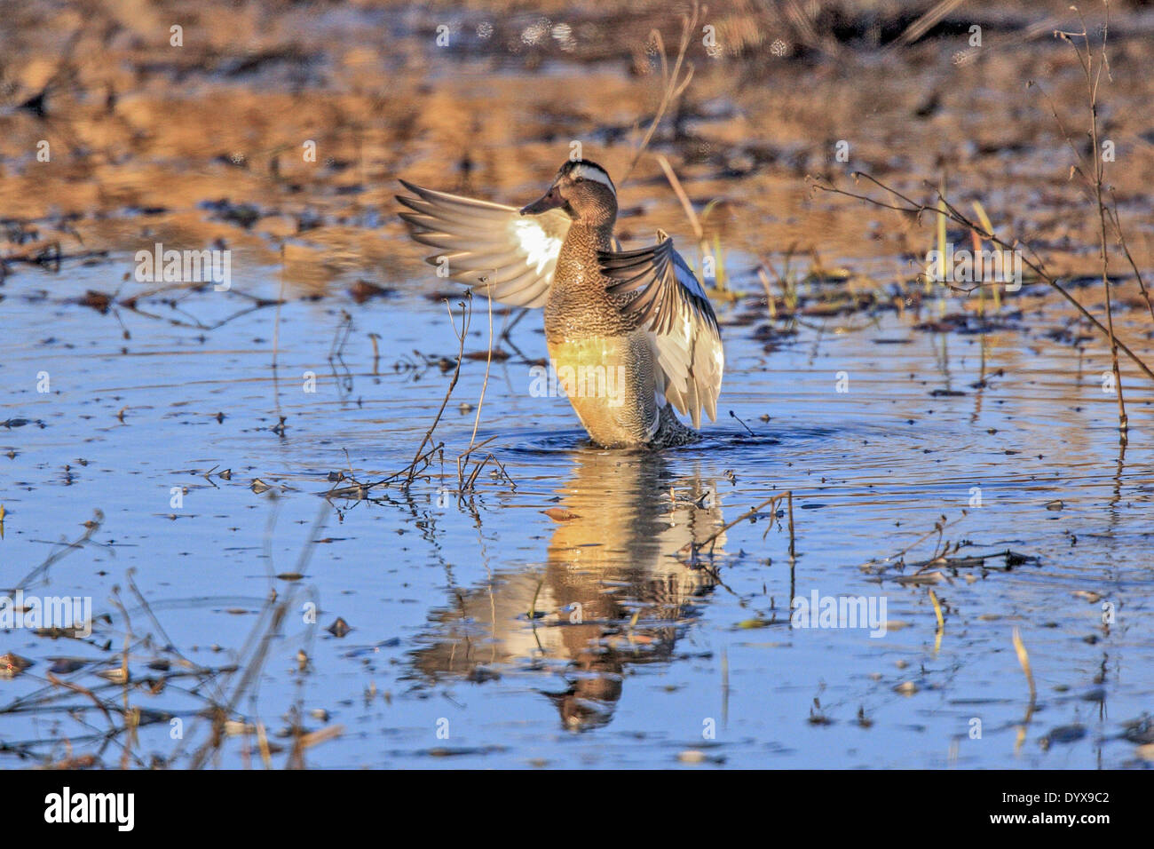 Crex meadows hi-res stock photography and images - Alamy